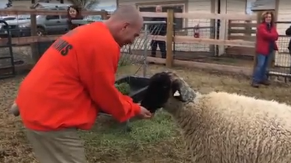 Inmates help raise sheep as part of conservation effort
