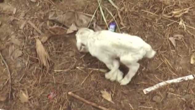 Sheep born with six feet in China