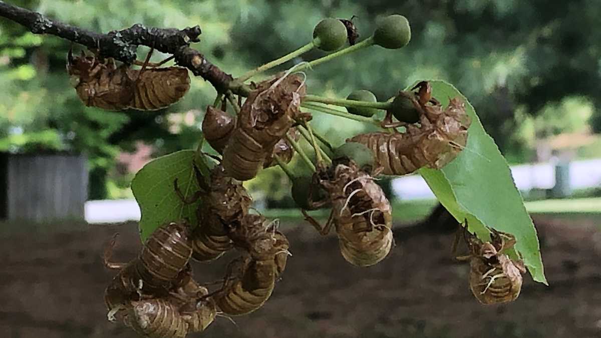 Photos: See the Brood X Cicadas emerging in Maryland