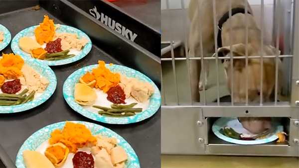 Dogs enjoy Thanksgiving meal at Ohio animal shelter