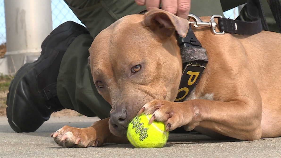 Shelter dogs become police K9s in Arkansas