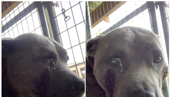 WANTED: Effingham authorities seek those responsible for shooting dog ...