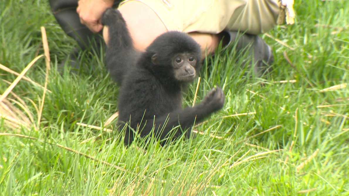 Pittsburgh Zoo & PPG Aquarium introduces baby siamang
