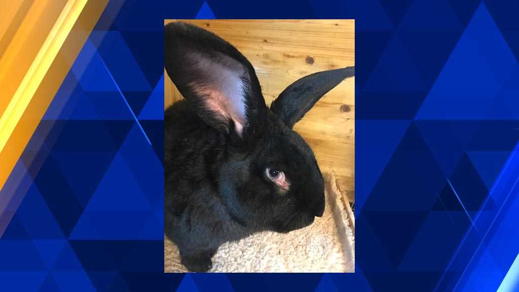 Attorney: Rabbit on United flight quickly cremated after death