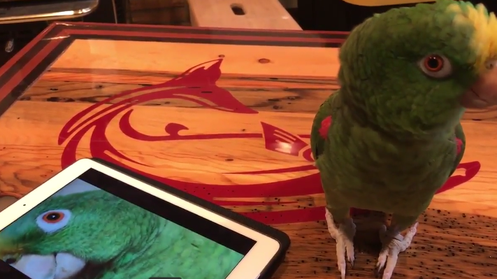 Adorable singing parrot does a duet with herself