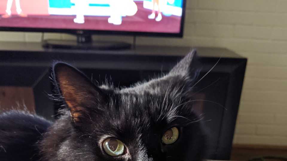 Lost and Found Pets in the WXII 12 Community