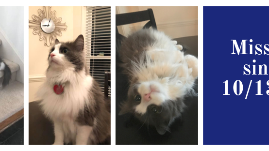 Lost and Found Pets in the WXII 12 Community