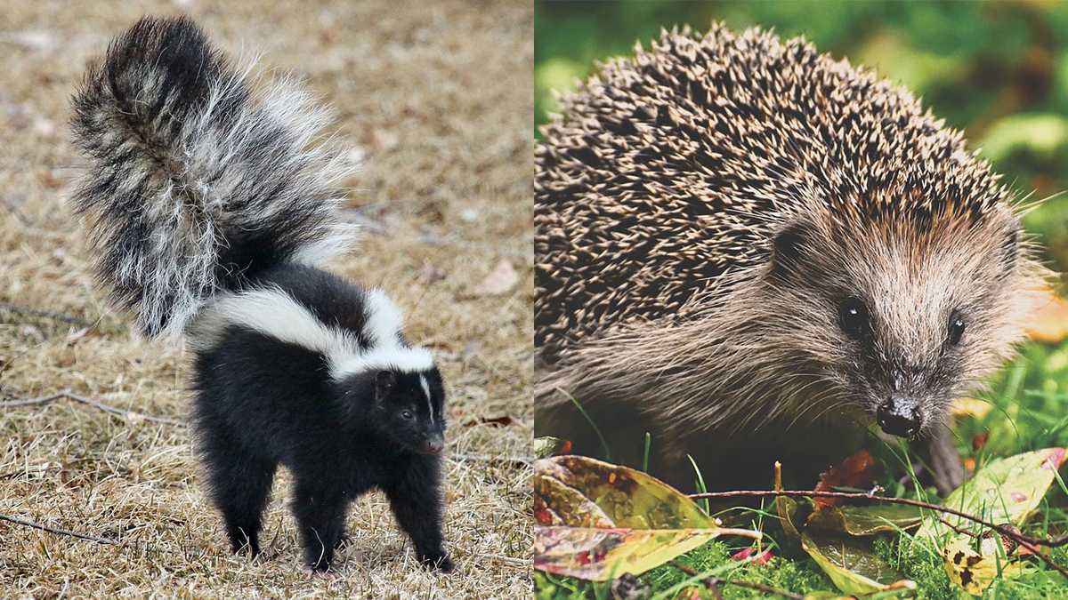 UNH pathologist confirms first-ever US case of skunk adenovirus-1