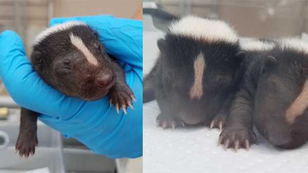 Cincinnati Zoo welcomes four healthy baby skunks