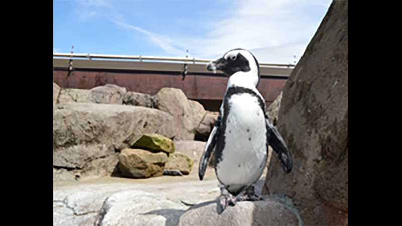 Meet 'Slippy,' the most Pittsburgh penguin ever