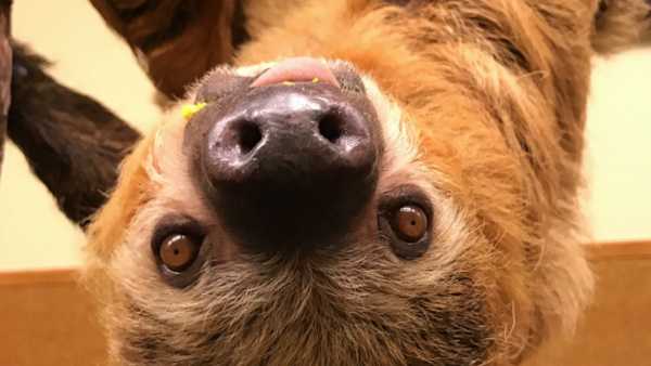 Sloth Encounters: How to meet a sloth at the Cincinnati zoo