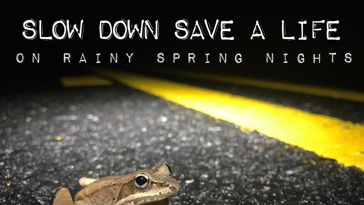 Why did the frog cross the road? Warm, wet weather sparks egg-laying season