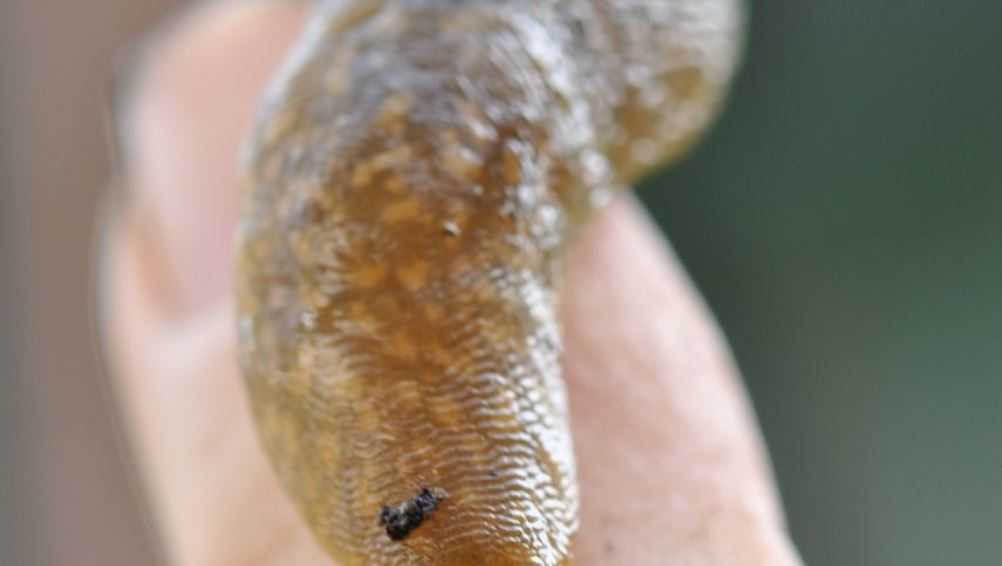 Man dies after eating slug on a dare