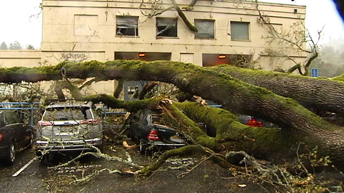 Tree lands on Felton school during storm