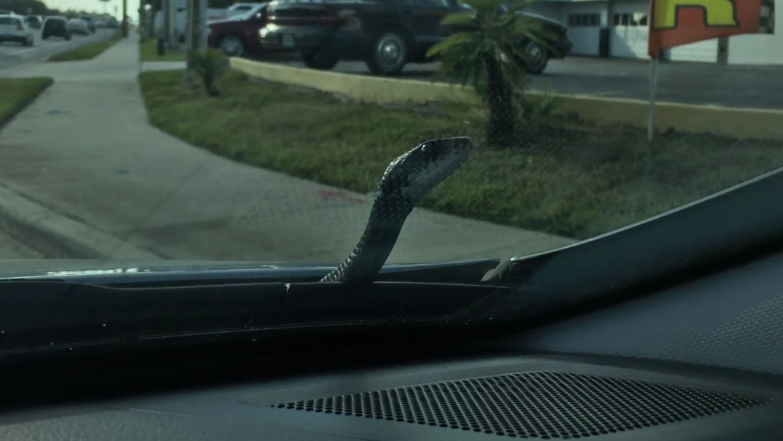 Snake surprise shocks driver