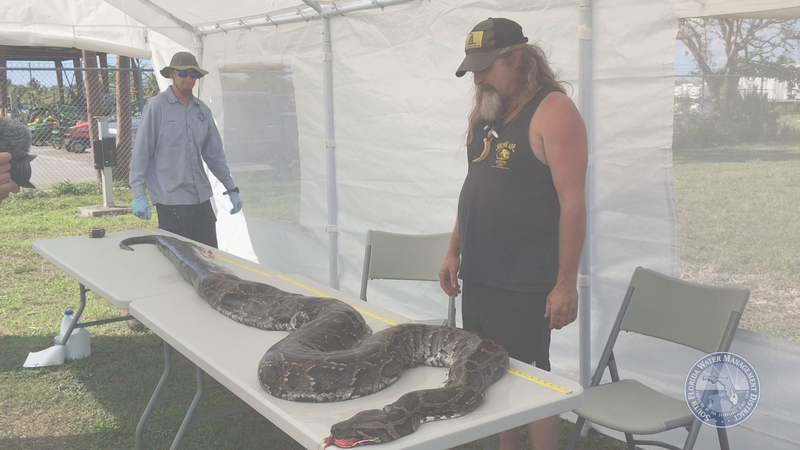 Massive python captured in Everglades