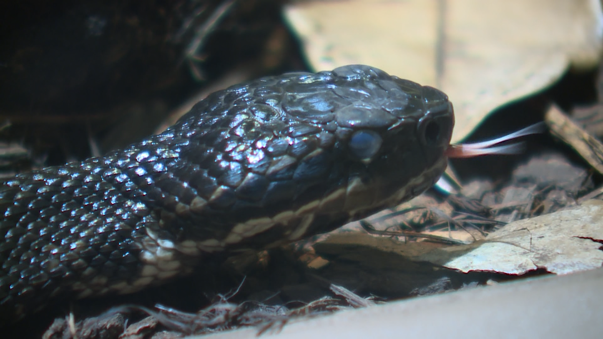 "Alabama Snake" murder story to premiere as movie on streaming service