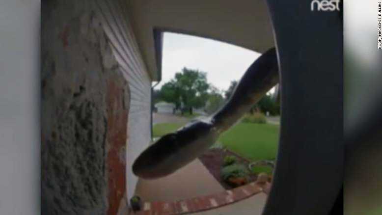 Slithering snake captured on doorbell camera