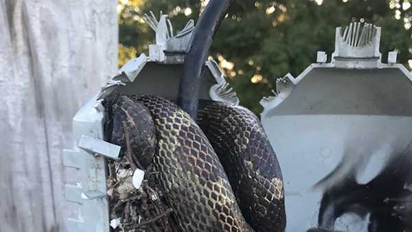 Utility crews find 4-foot snake tangled in Meade County transformer