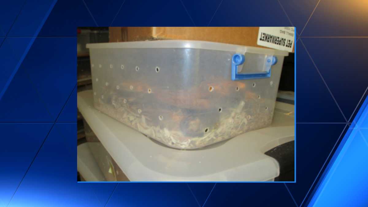 100 dead snakes found inside Jupiter home