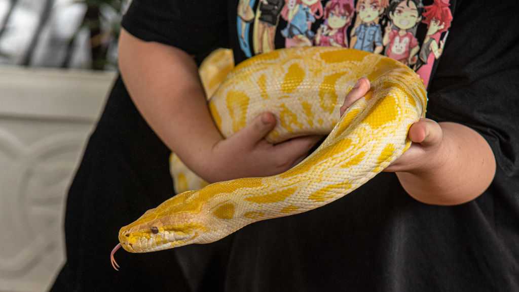 Queens man pleads guilty to smuggling snakes in pants into New York ...