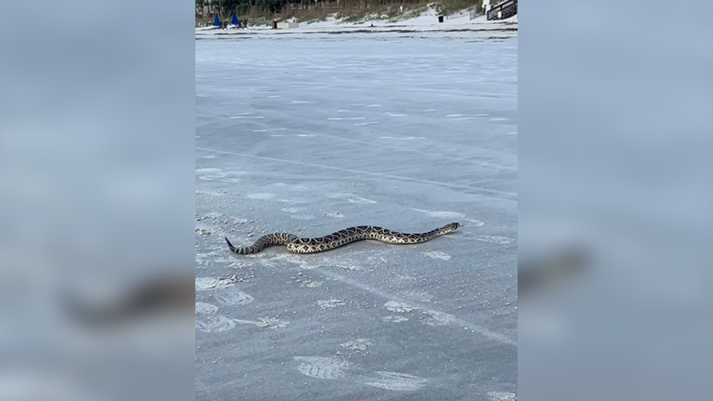 Rattlesnake spotted on Hilton Head Island beach