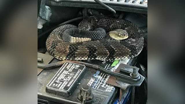 Man discovers rattlesnake curled up under hood while trying to jump ...