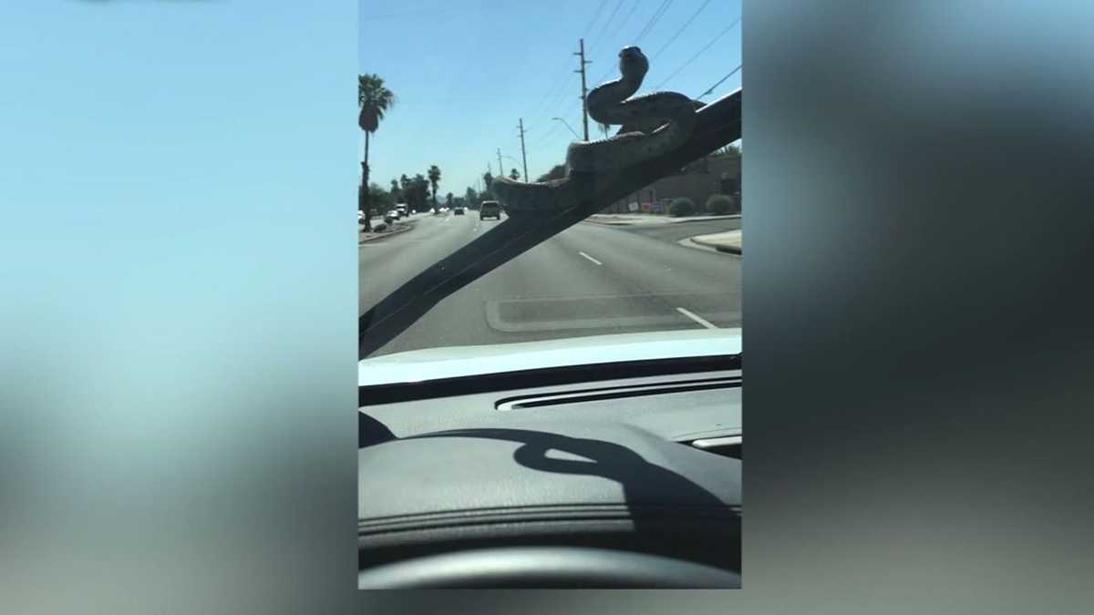Terrifying video: Snake suddenly appears on driver's windshield