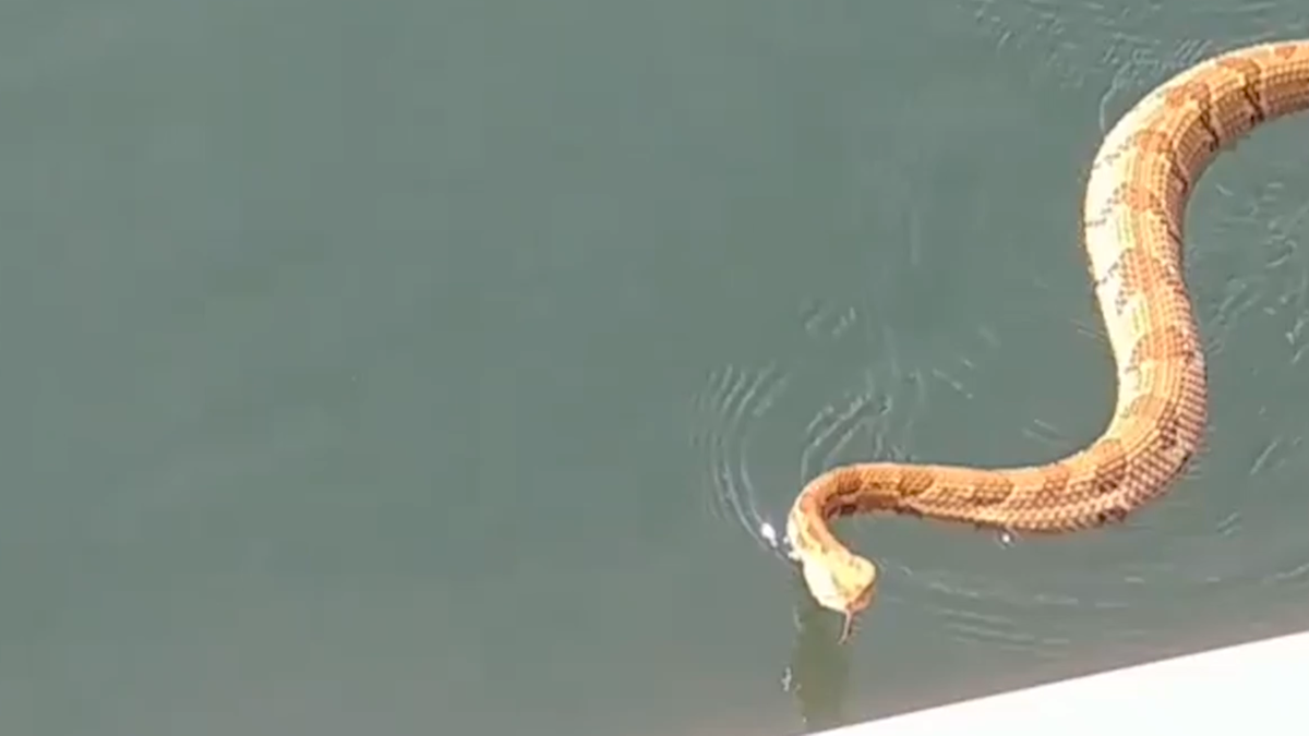 Rattlesnake terrifies boaters as it swims across lake