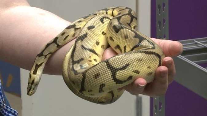 Python slithers into Papillion apartment, raising questions about pet ...