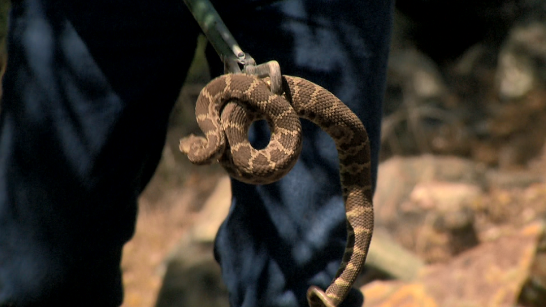 How to protect your home as rattlesnake season returns to NorCal