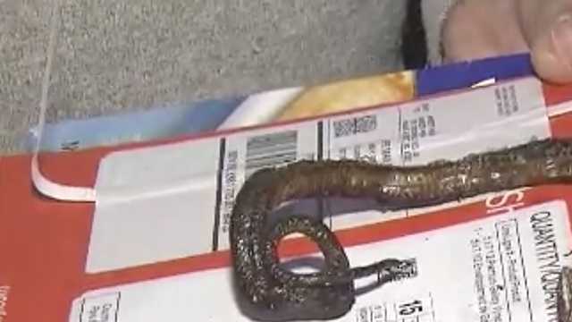 'Creepy': Snake accidentally cooked, found in oven