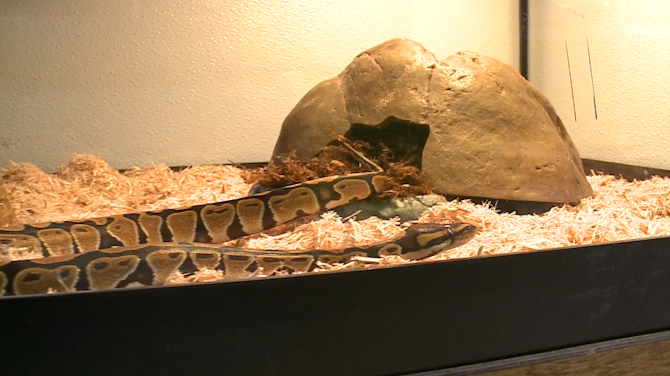 Slithering surprise: Resident awakens to find snake in apartment