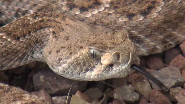 Yikes! Snakes found in pool noodle