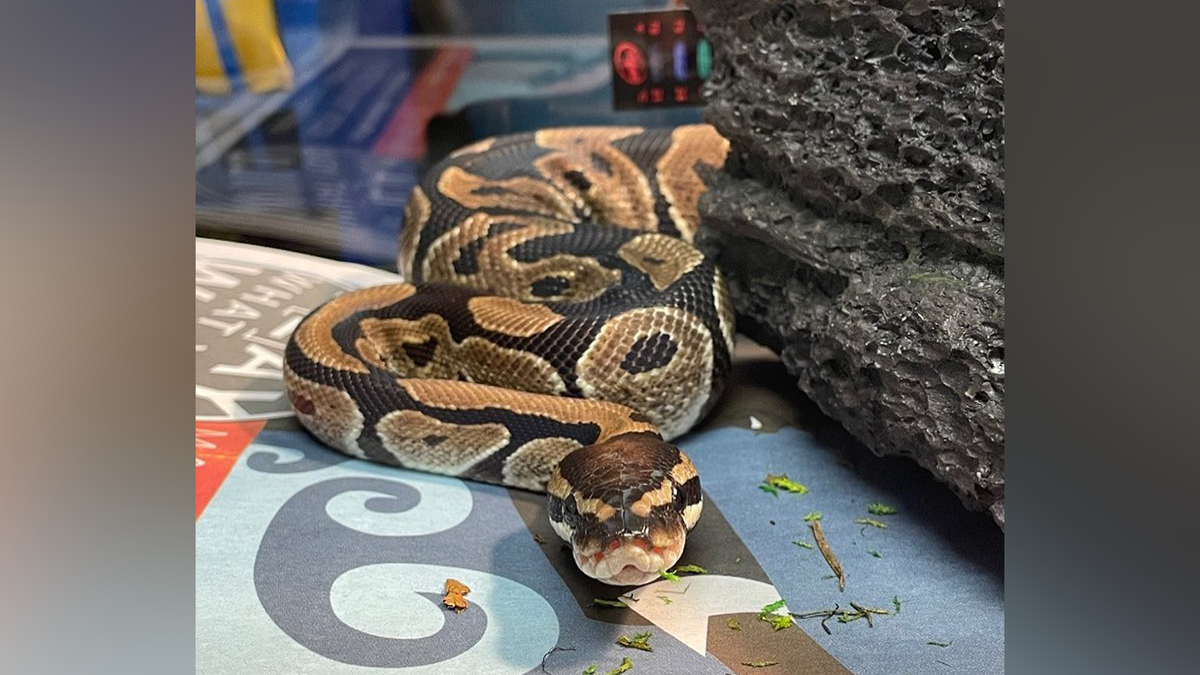 Young python found on shelf at Indiana Walmart
