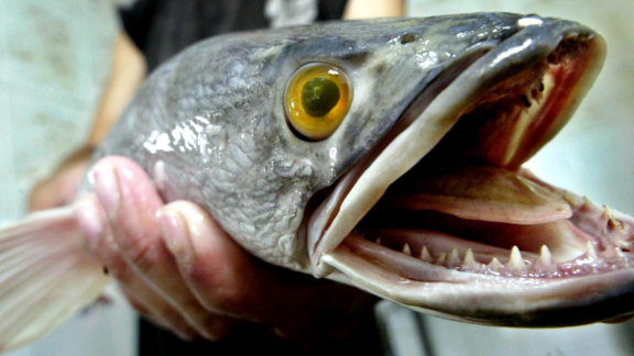 Pennsylvania tries to keep invasive snakehead from taking over ...