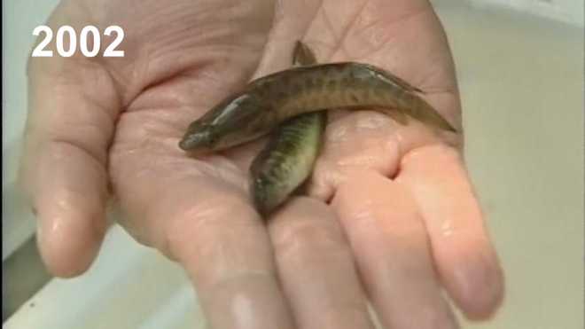 Baby Northern Snakehead Fish