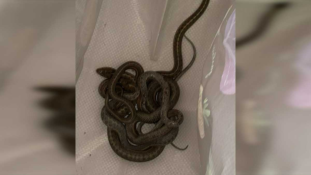 Colorado woman finds at least 10 snakes in newly purchased home