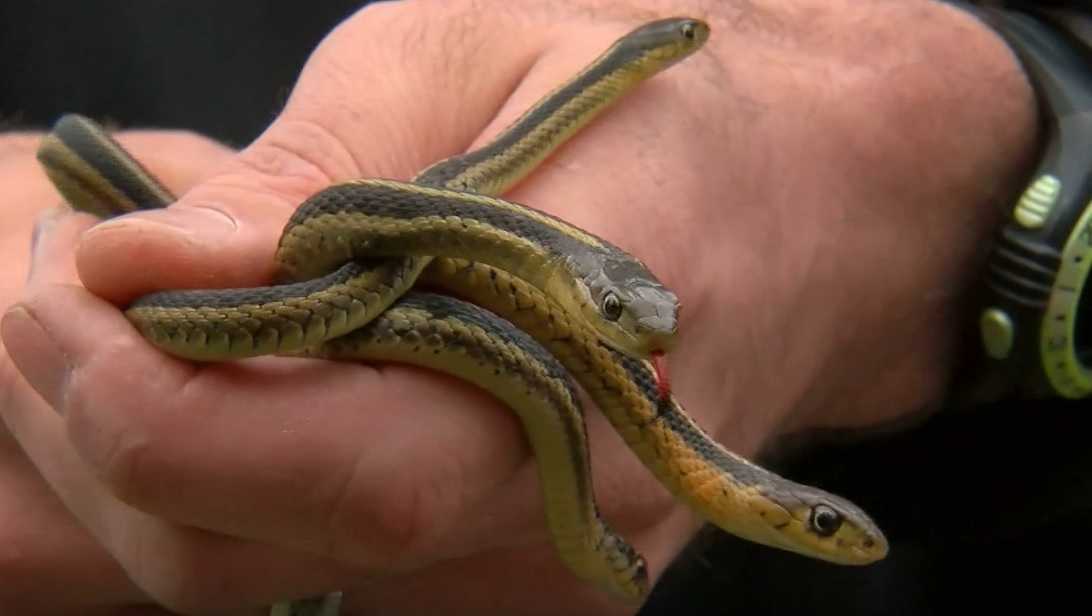 Nearly 100 snakes pulled from woman's home