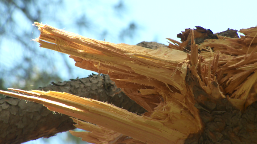 Heat wave triggers summertime limb drop in NorCal trees