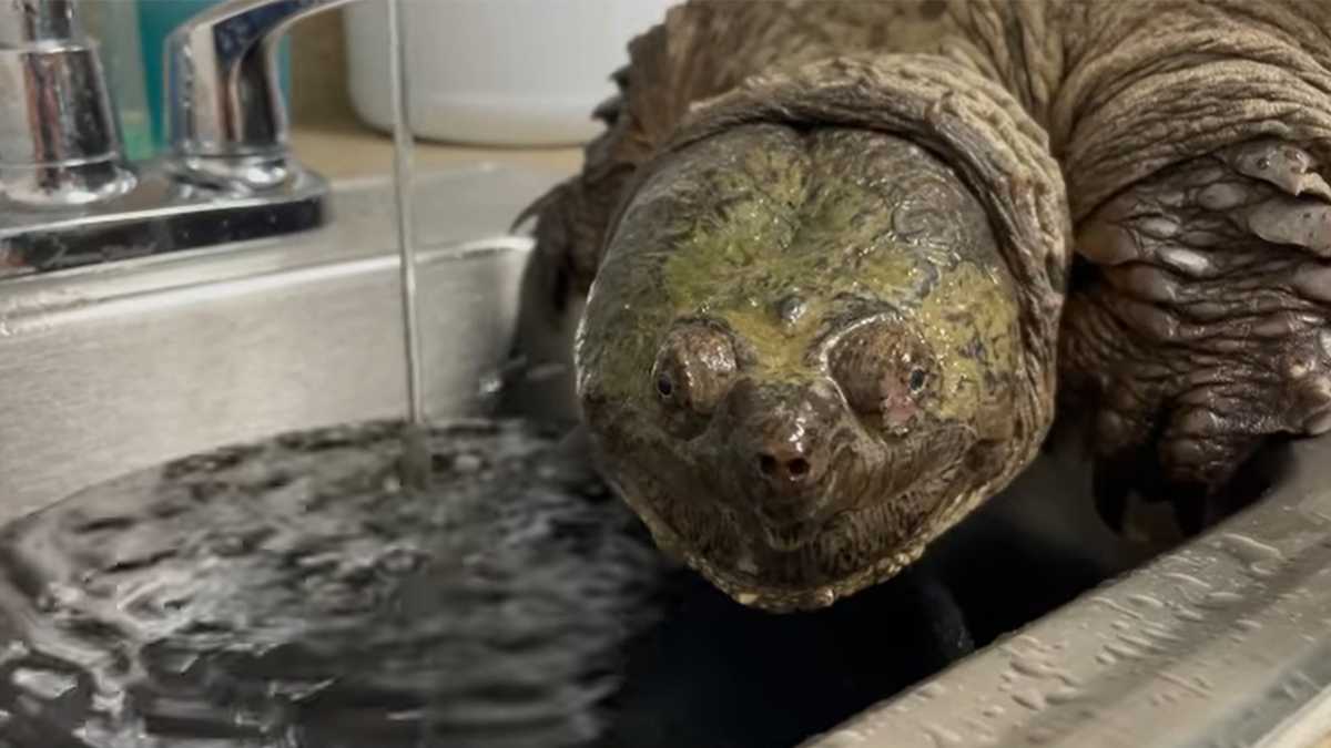 Snapping turtle seen in viral video recovering in New England