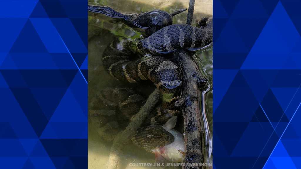 Iowans spot massive snake devouring a fish on riverbank