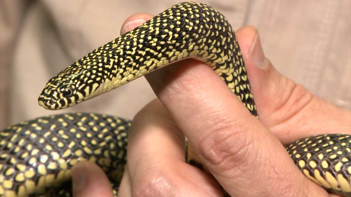 Snake sightings on the rise across Arkansas as temperatures warm up