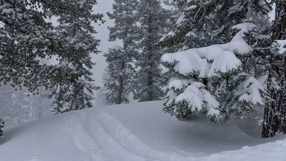 10 stunning photos of snow softly falling in Sierra