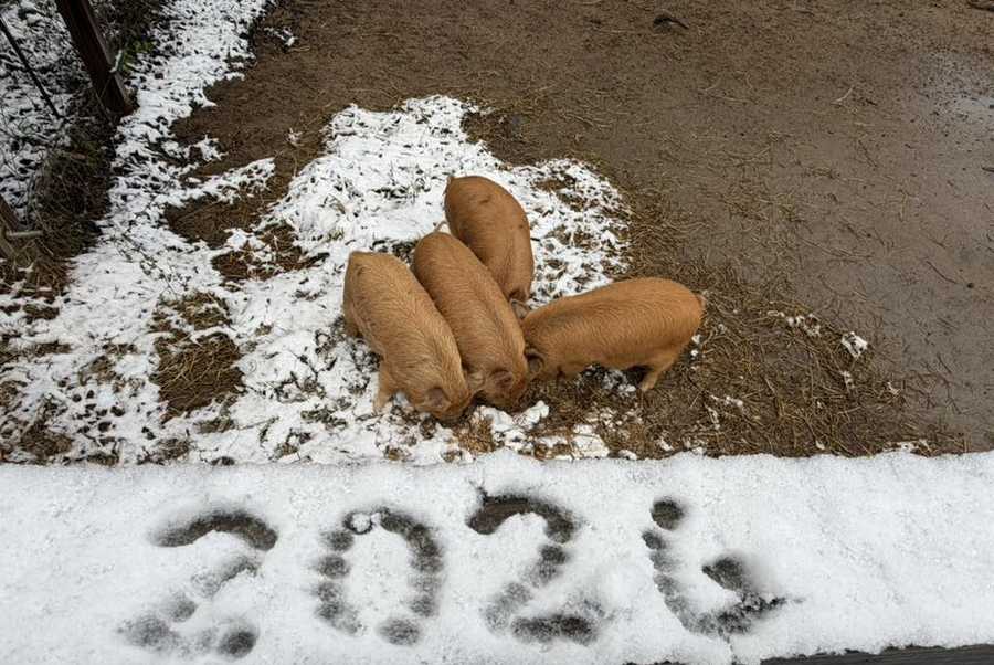 See photos and video as snow in Alabama’s Wiregrass counties