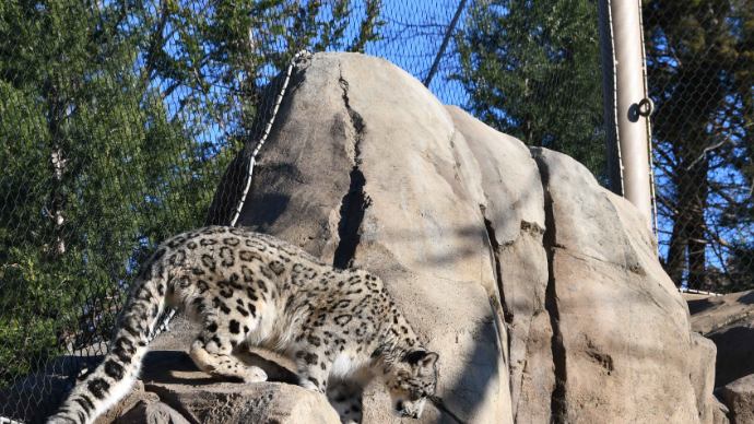 Snow leopard exhibit opens at Louisville Zoo