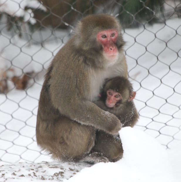 Baby snow monkey sees snow for first time at Blank Park Zoo