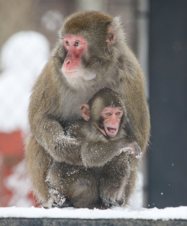 Baby snow monkey sees snow for first time at Blank Park Zoo