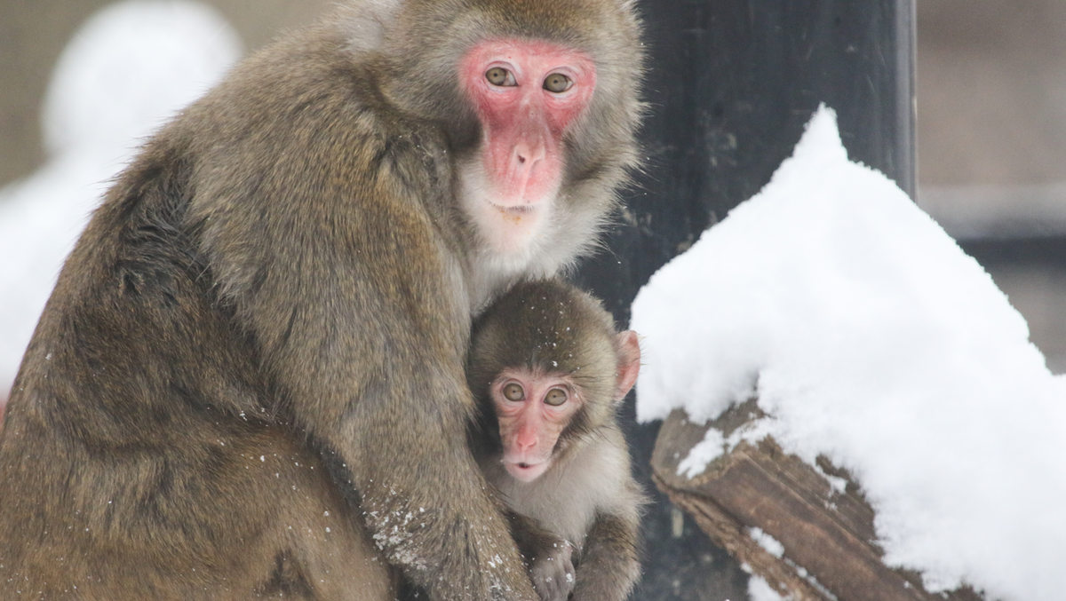 Baby snow monkey sees snow for first time at Blank Park Zoo