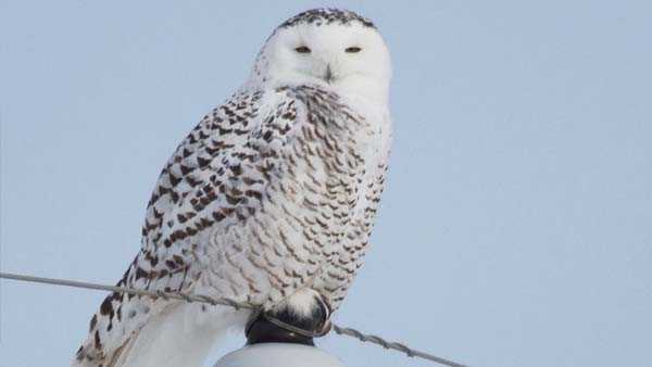 Record number of rare, snowy owls showing up in Ohio